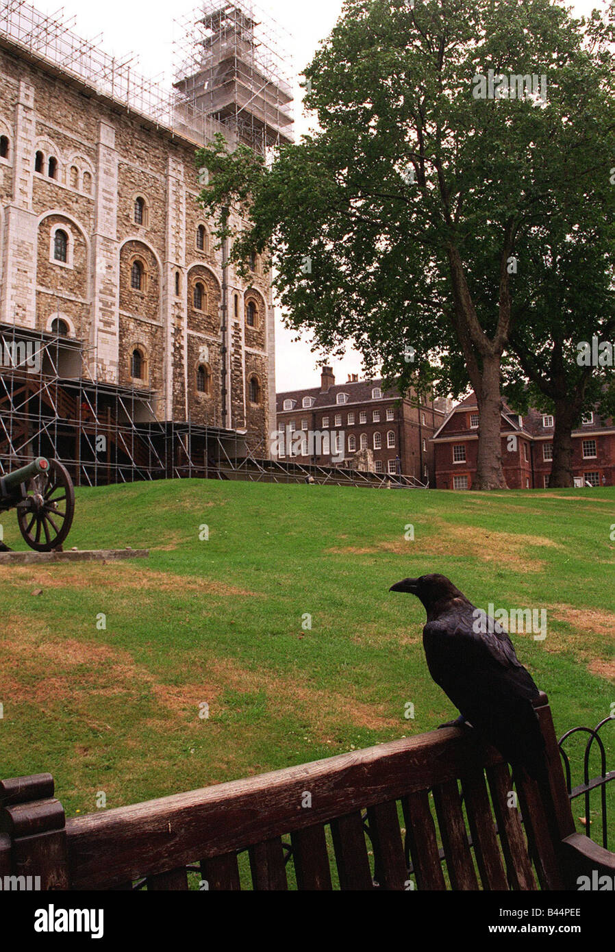 Tower of London Ravens Stock Photo - Alamy