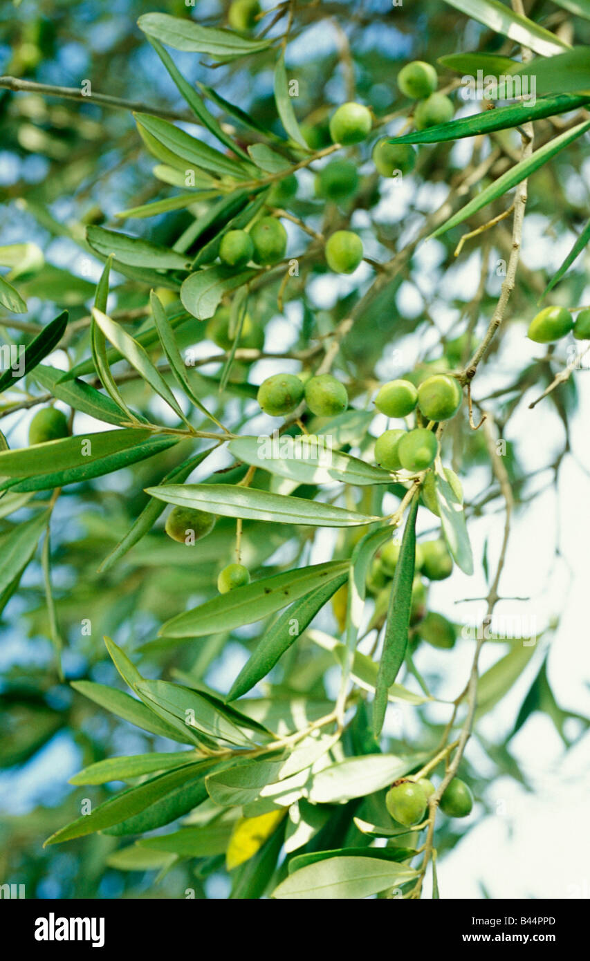 Wind turbine olive tree hi-res stock photography and images - Alamy