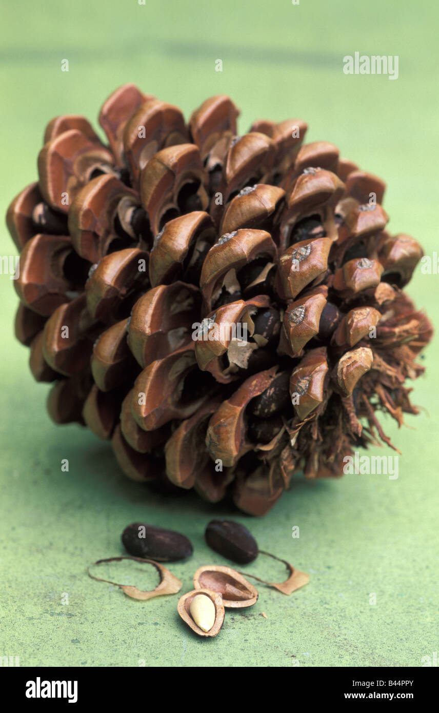 Open fir cone Stock Photo - Alamy