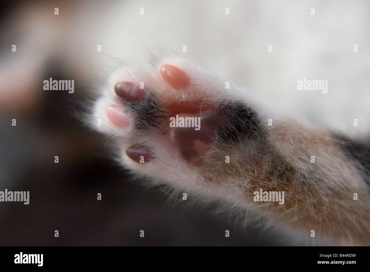 Cat paw anatomy hi-res stock photography and images - Alamy