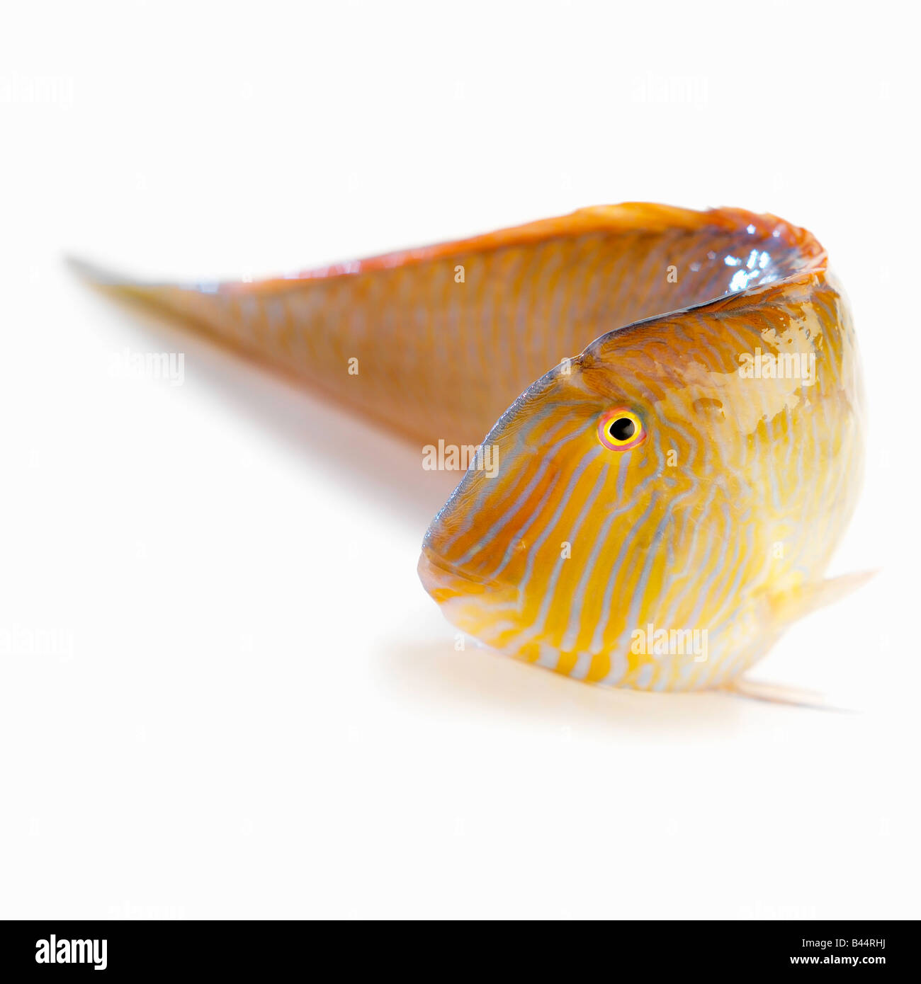 White parrotfish hi-res stock photography and images - Alamy