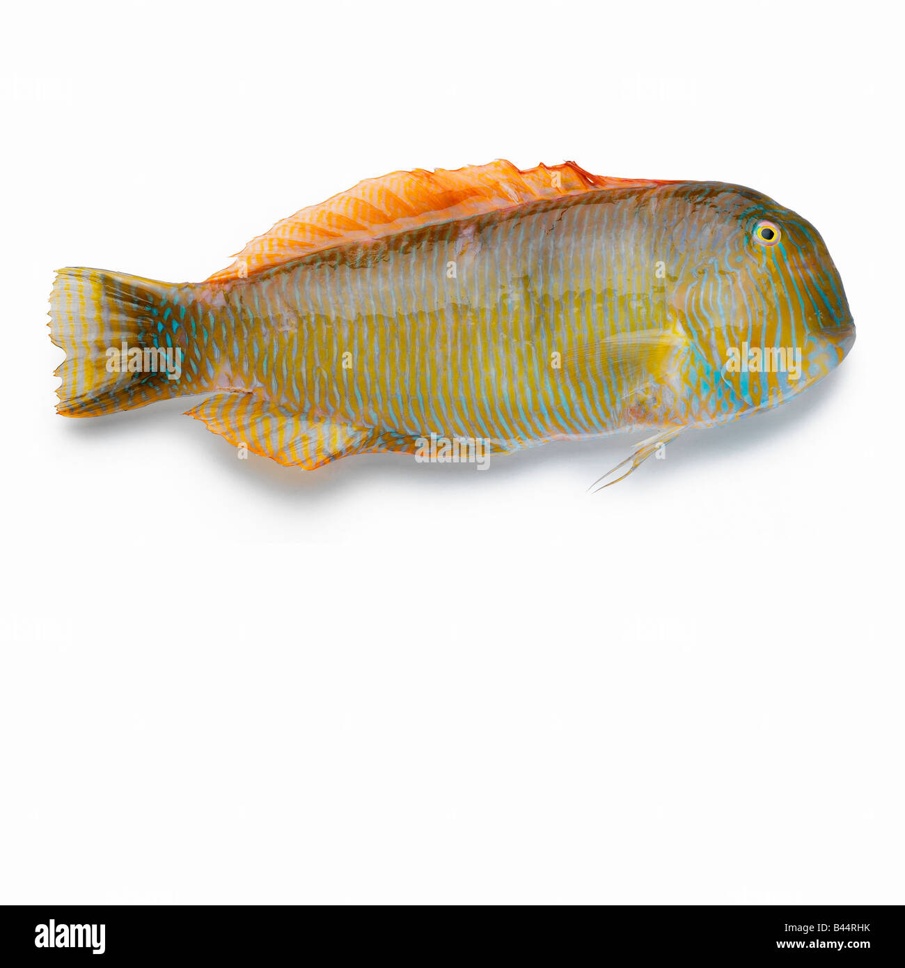 White parrotfish hi-res stock photography and images - Alamy