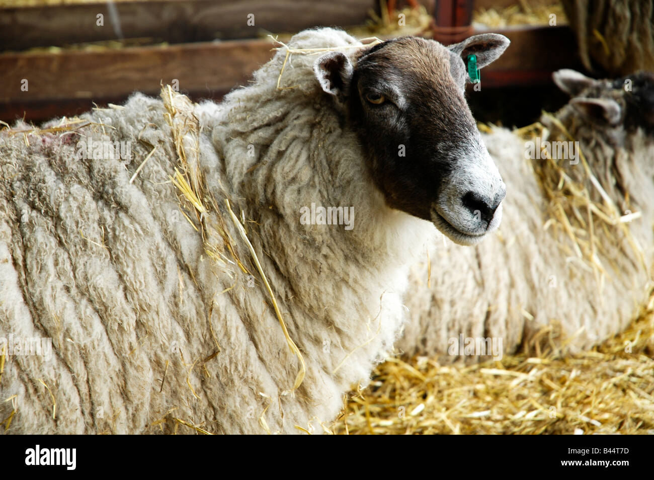 Sheep head livestock animal hi-res stock photography and images - Alamy