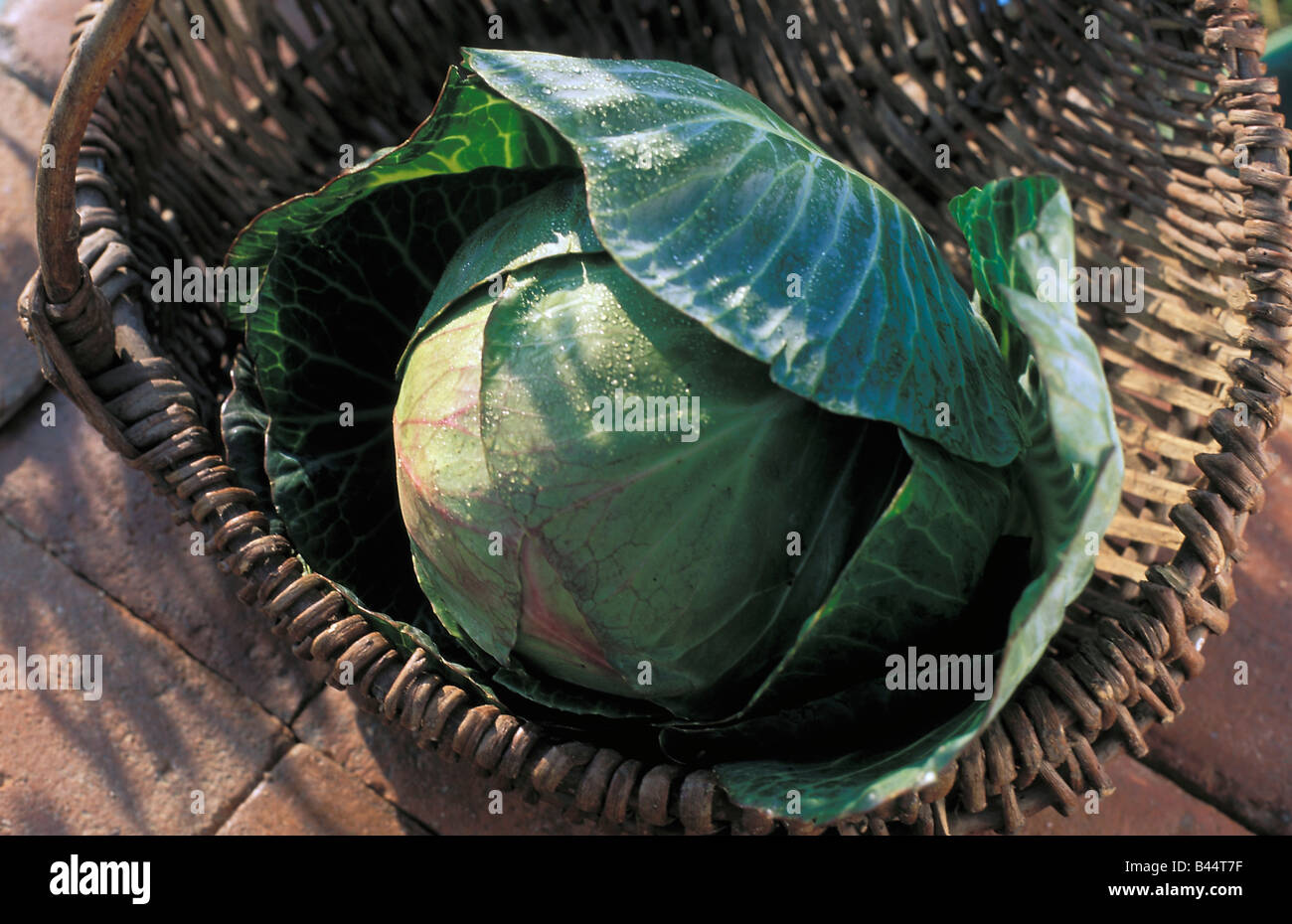 cabbage in basket Stock Photo - Alamy