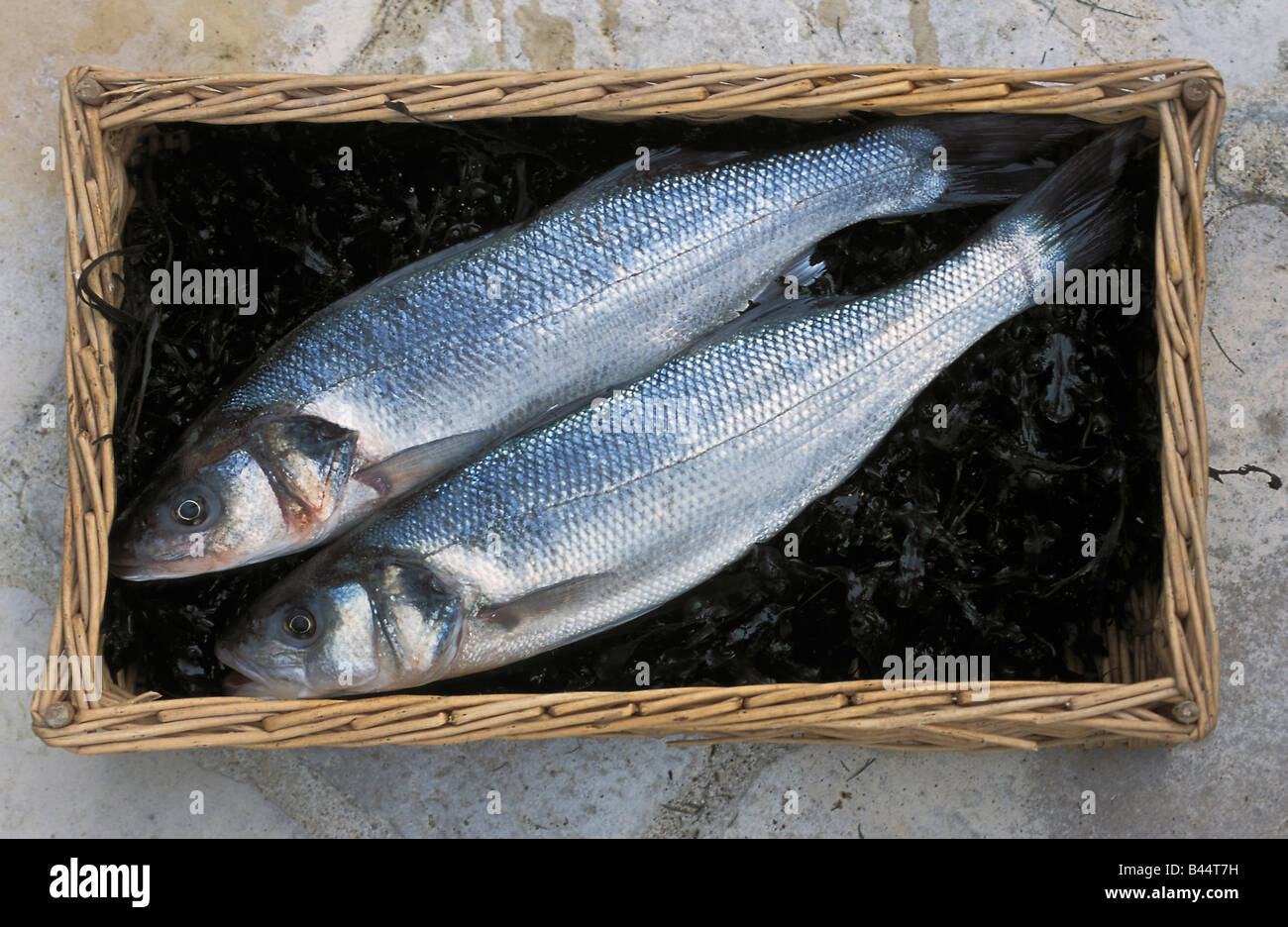 Percid hi-res stock photography and images - Alamy