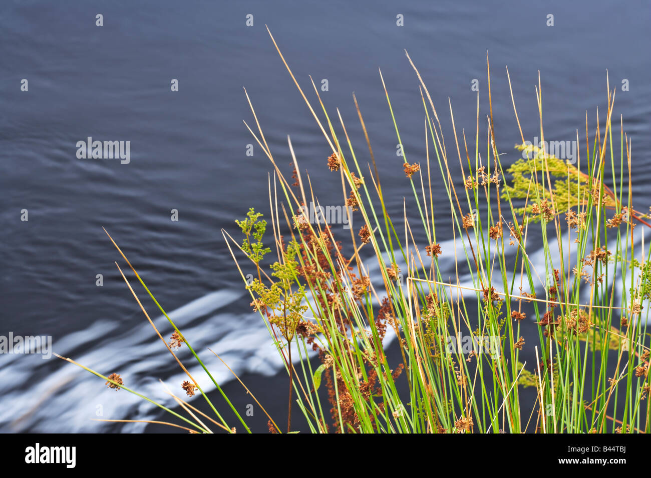 Reeds growing in river hi-res stock photography and images - Alamy