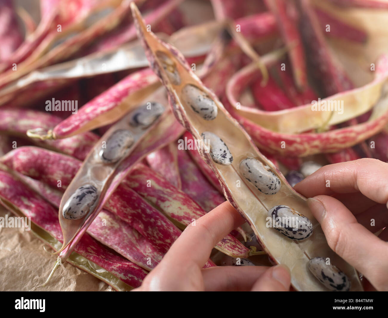 Borlotti beans shelling hi-res stock photography and images - Alamy