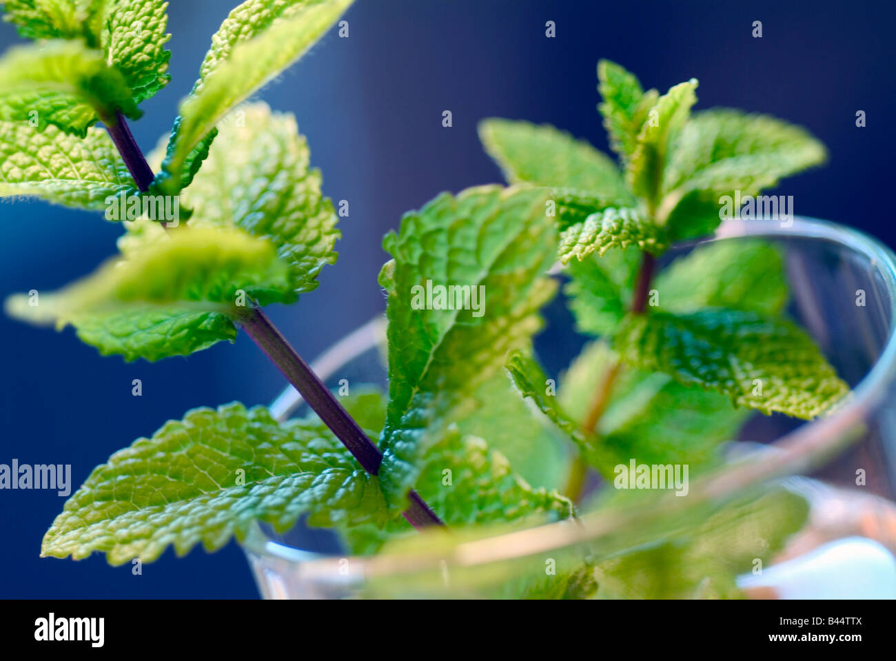 fresh mint leaves Stock Photo - Alamy
