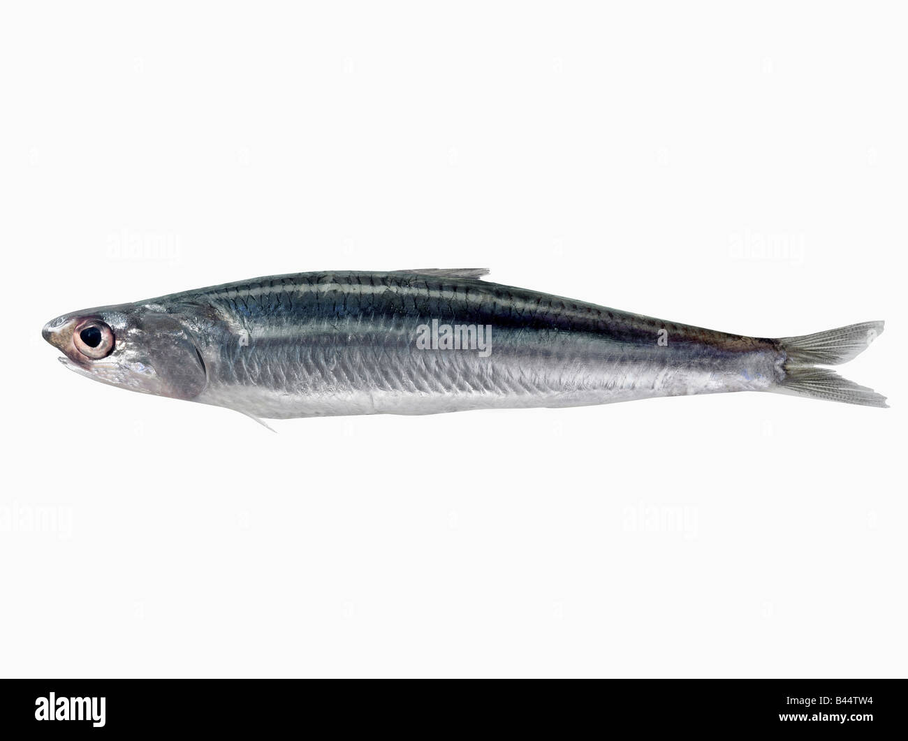 Anchovy hi-res stock photography and images - Alamy