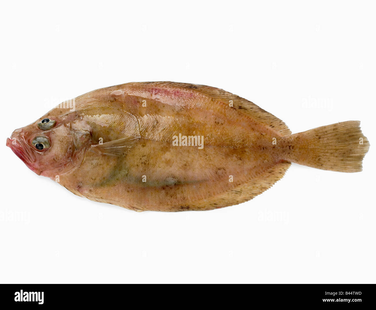 blond cardinal fish Stock Photo - Alamy