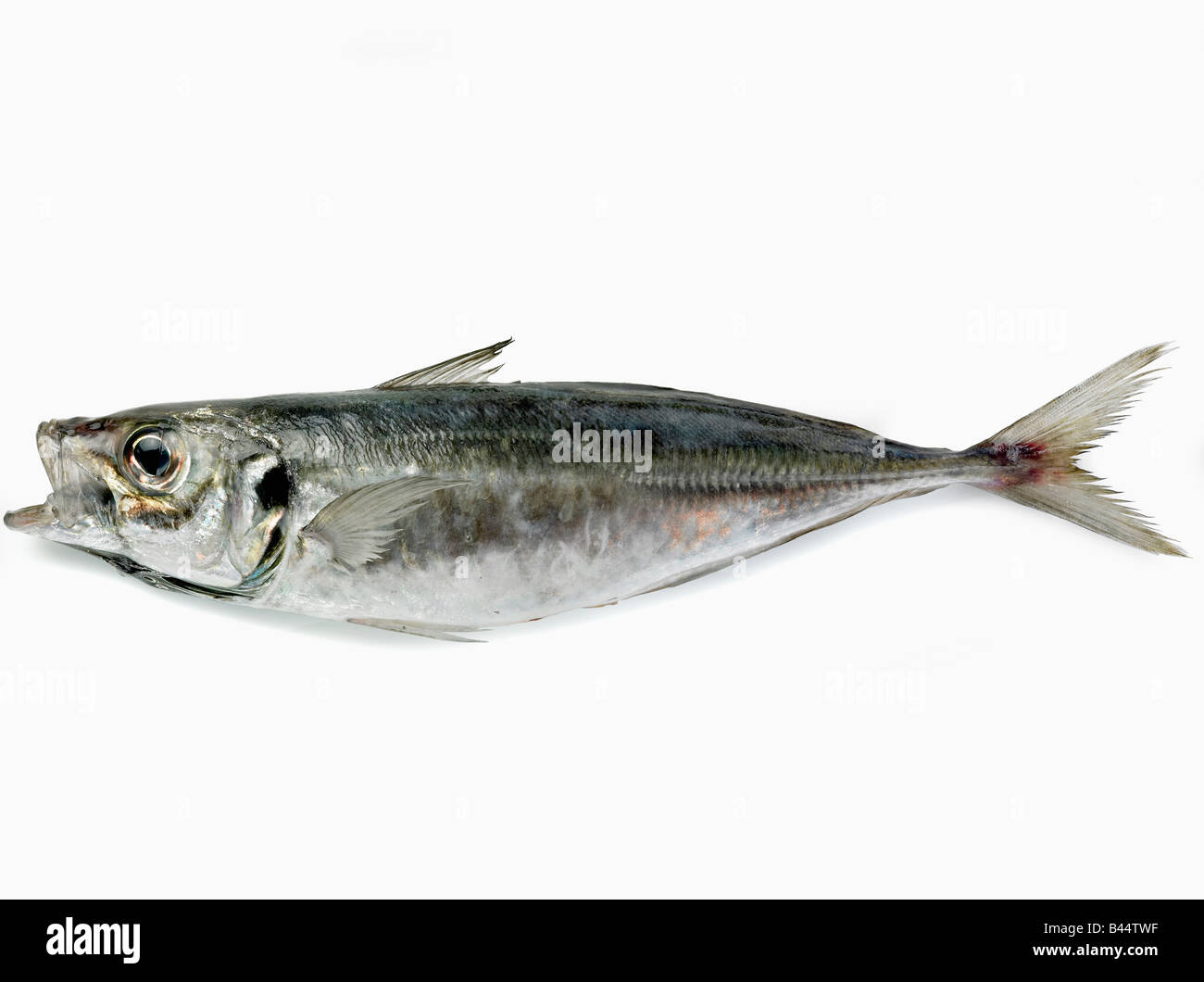 Horse Fish High Resolution Stock Photography and Images - Alamy