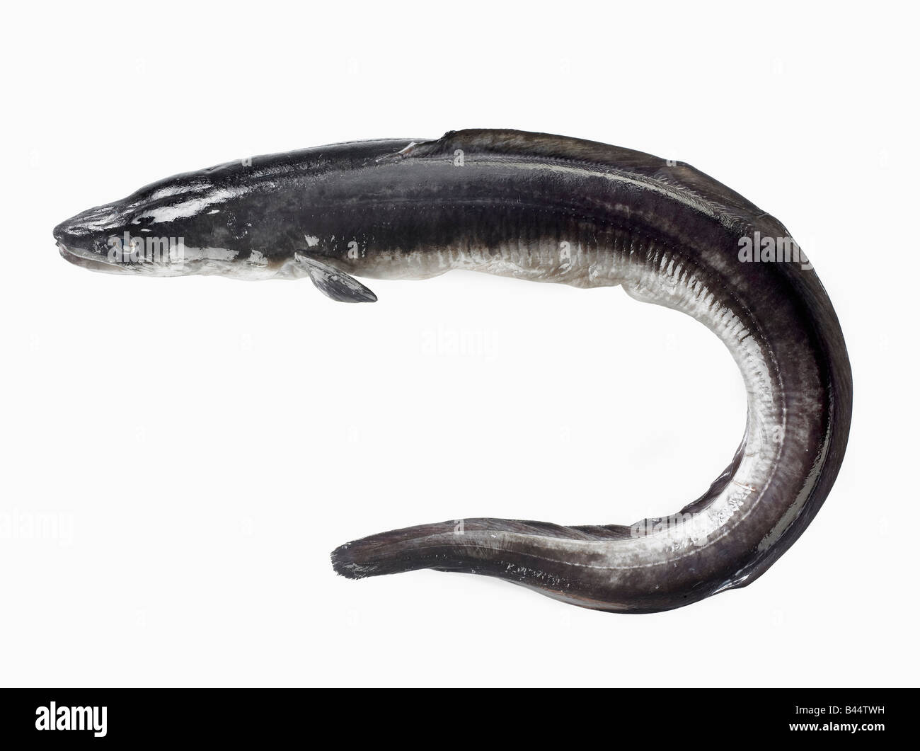 Raw conger eel hi-res stock photography and images - Alamy