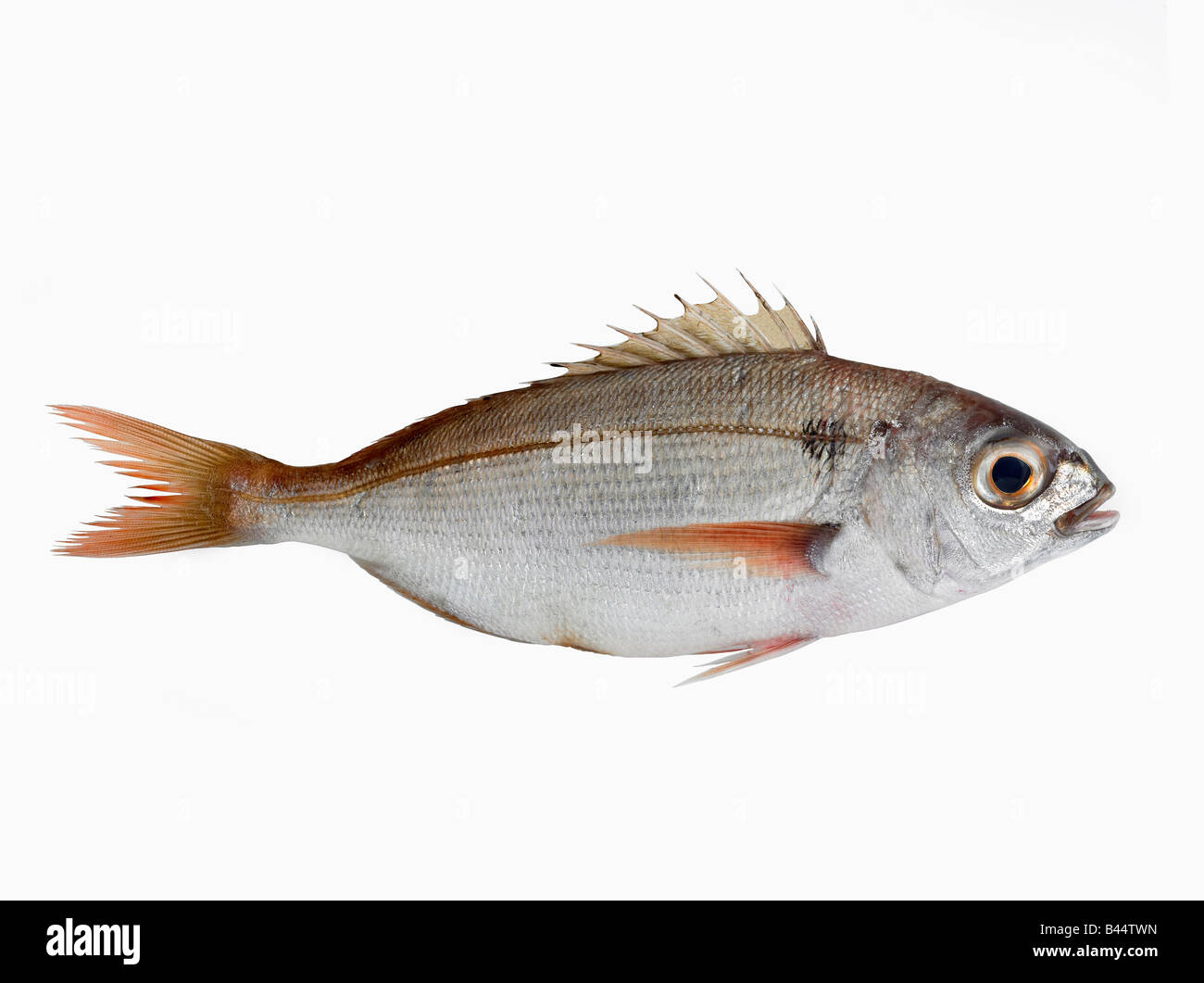Pink bream hi-res stock photography and images - Alamy