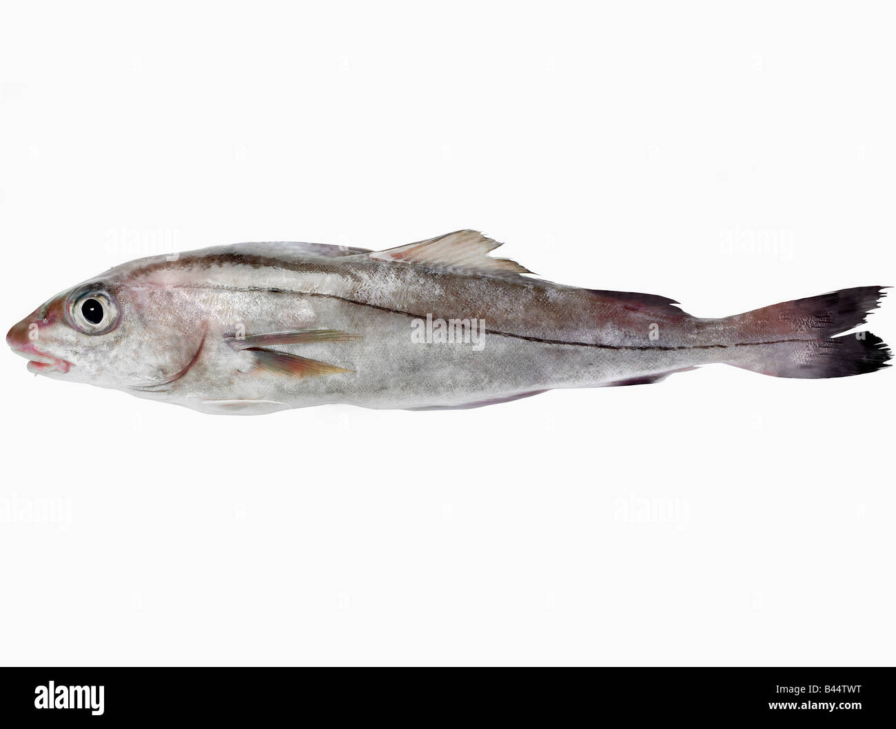 Haddock fish cut out hi-res stock photography and images - Alamy