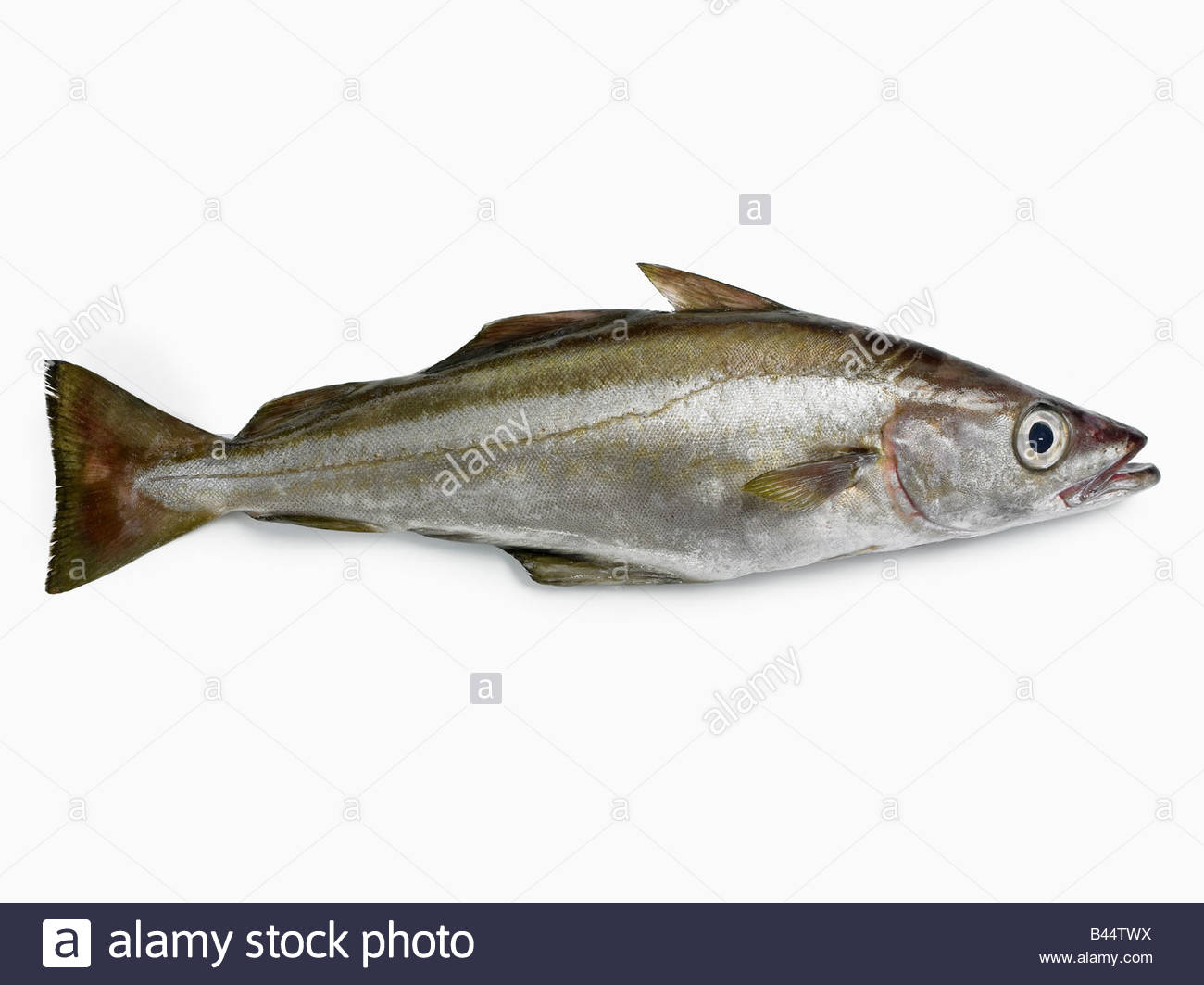 Pollack Stock Photos & Pollack Stock Images - Alamy