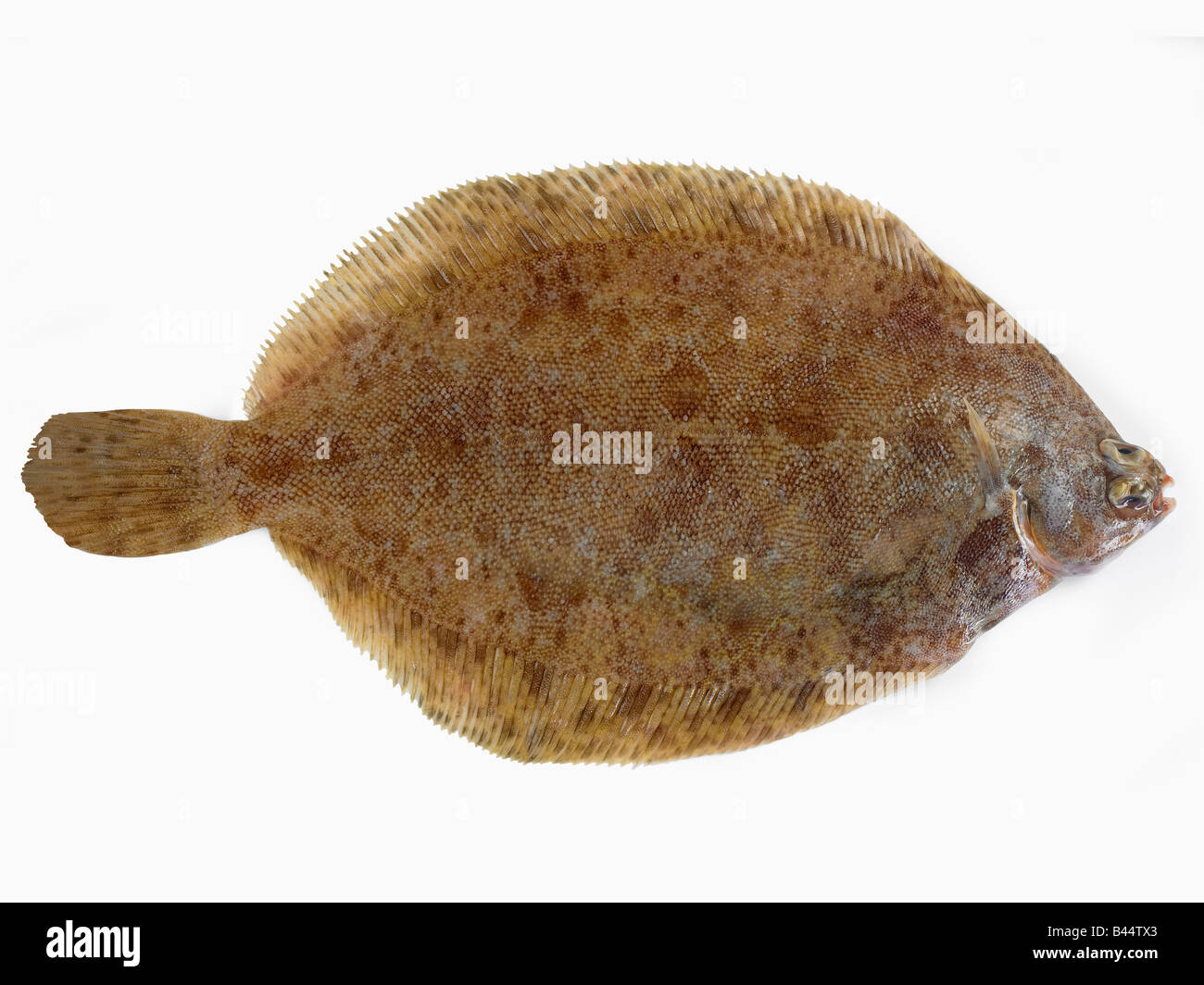 Dab whole hi-res stock photography and images - Alamy