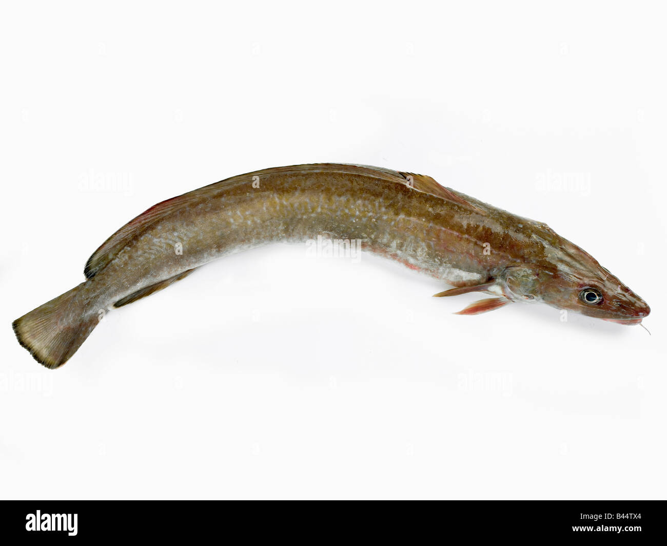 Burbot fish Cut Out Stock Images & Pictures - Alamy