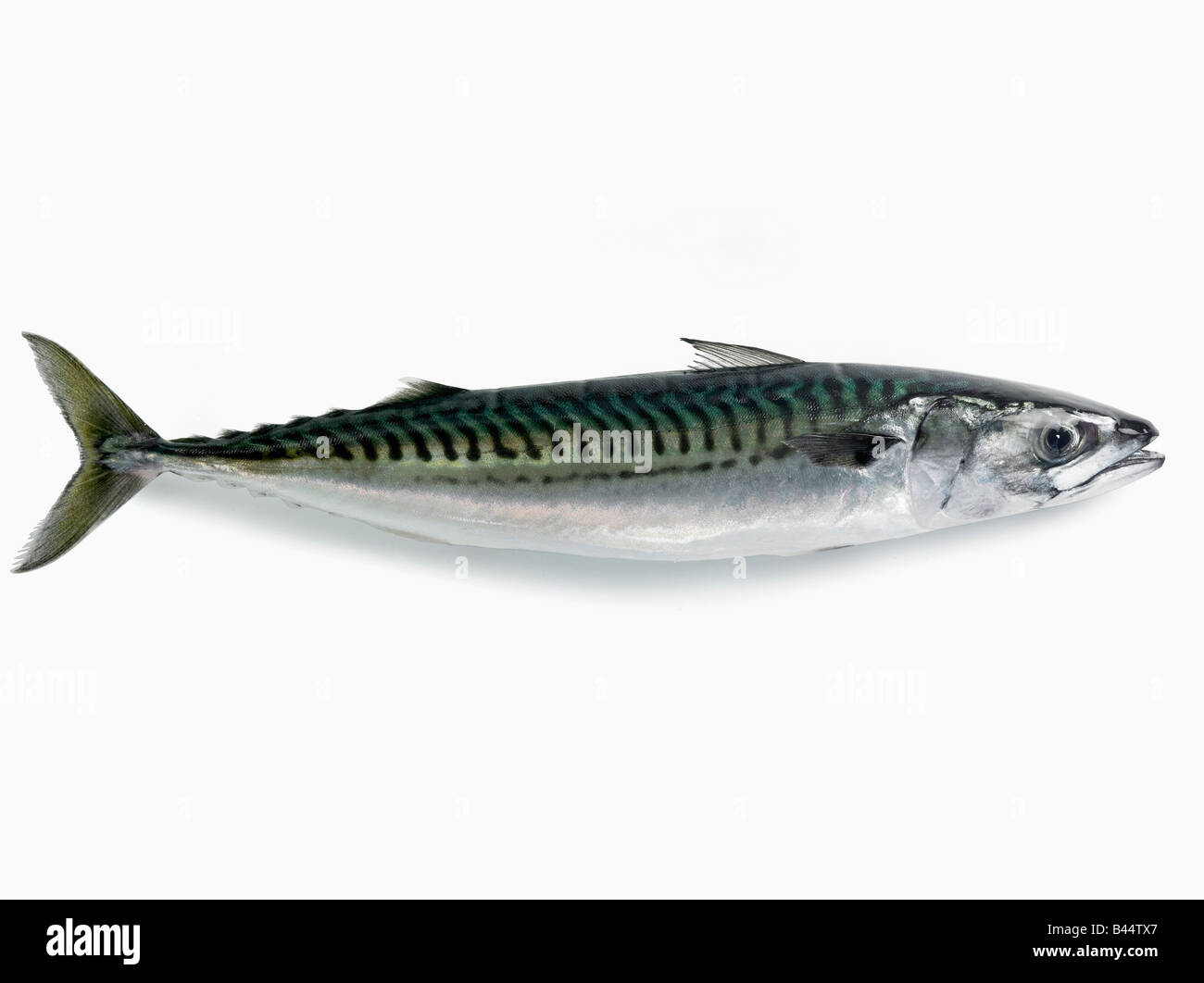 Whole mackerel hi-res stock photography and images - Alamy