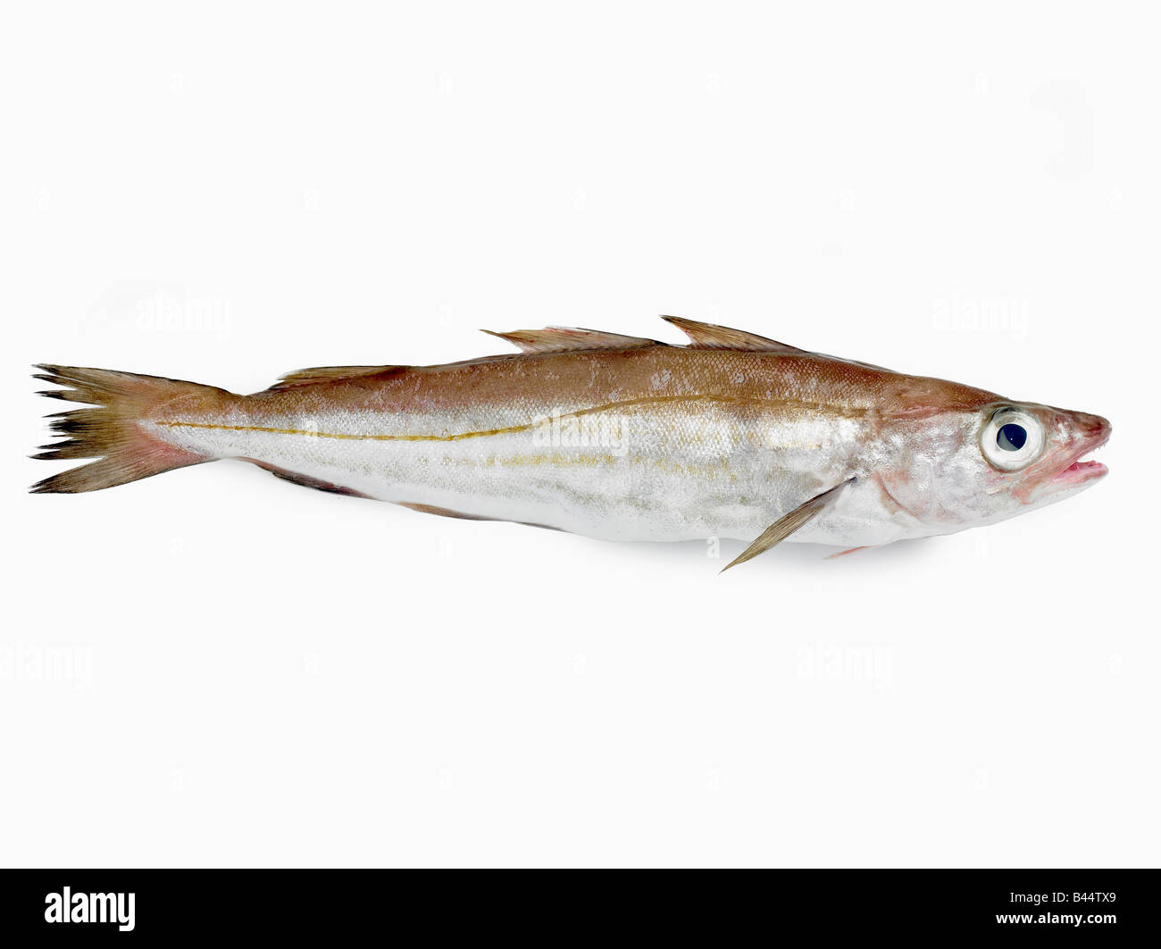 Whole whiting hi-res stock photography and images - Alamy