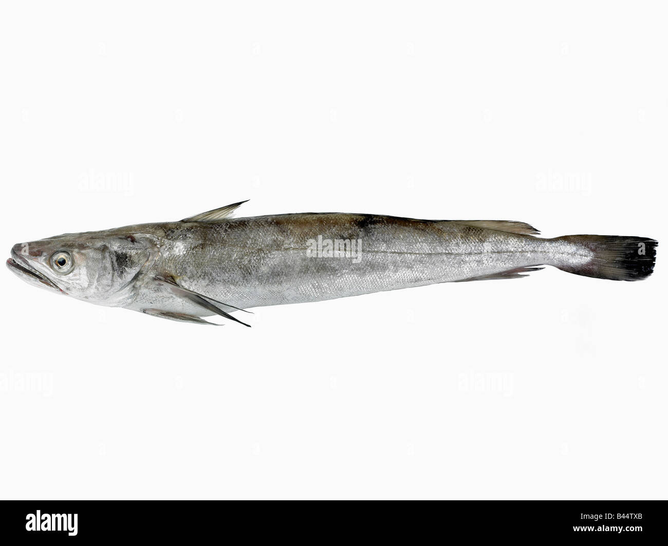 Hake cut out hi-res stock photography and images - Alamy