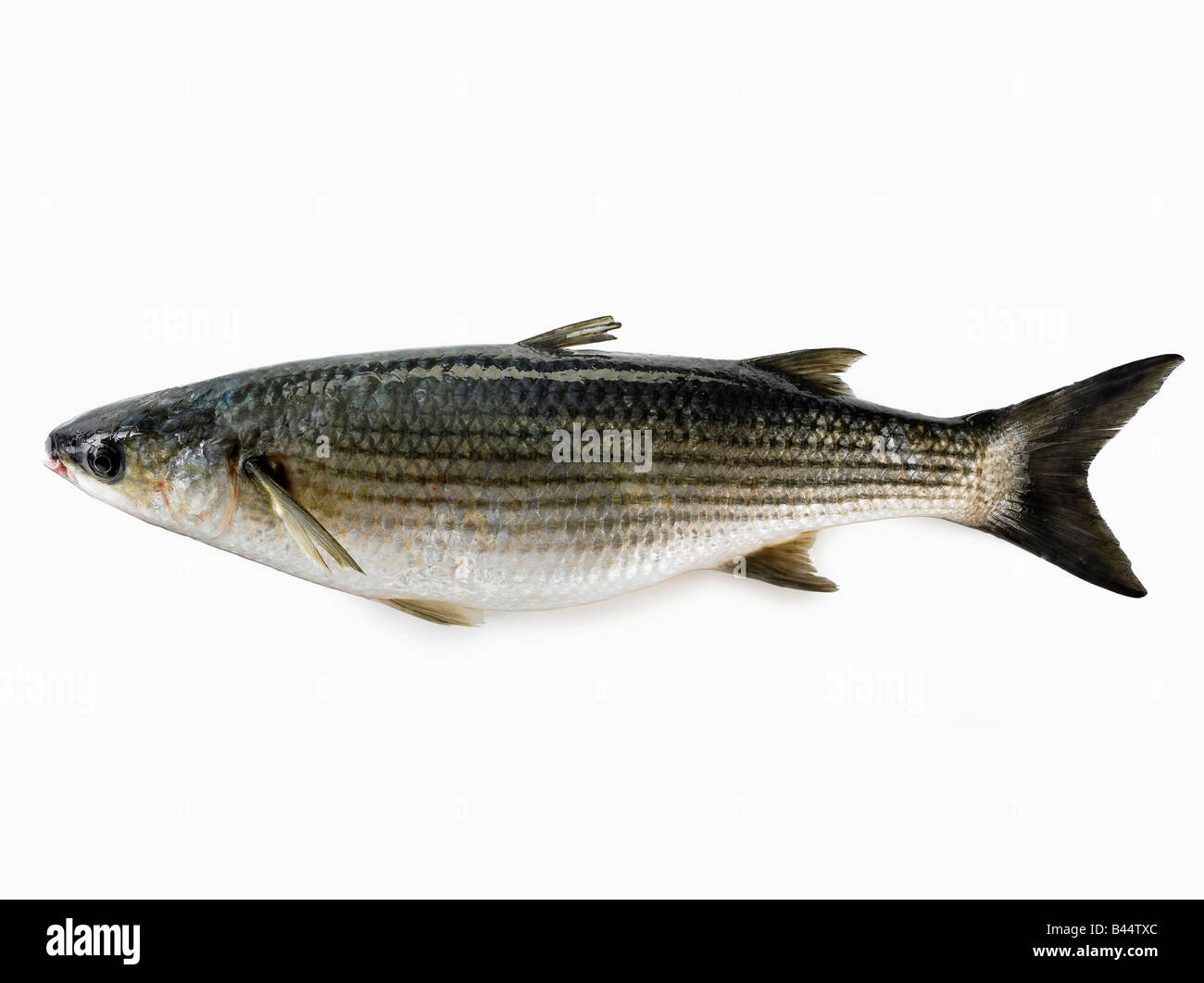 The grey mullet hi-res stock photography and images - Alamy