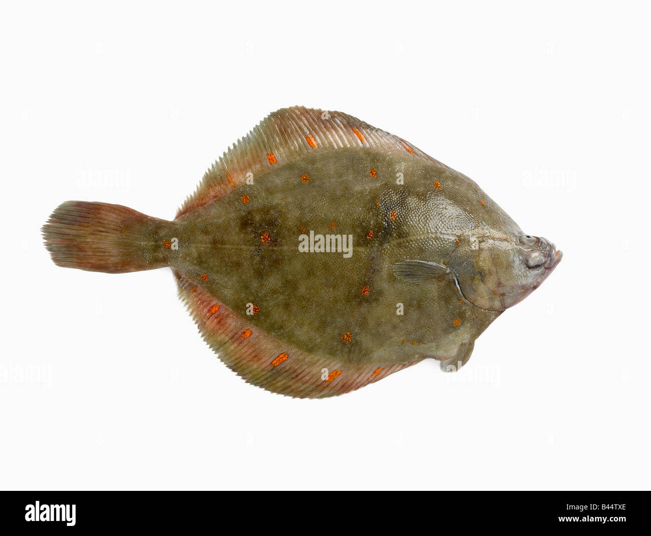 Plaice cut out Cut Out Stock Images & Pictures - Alamy