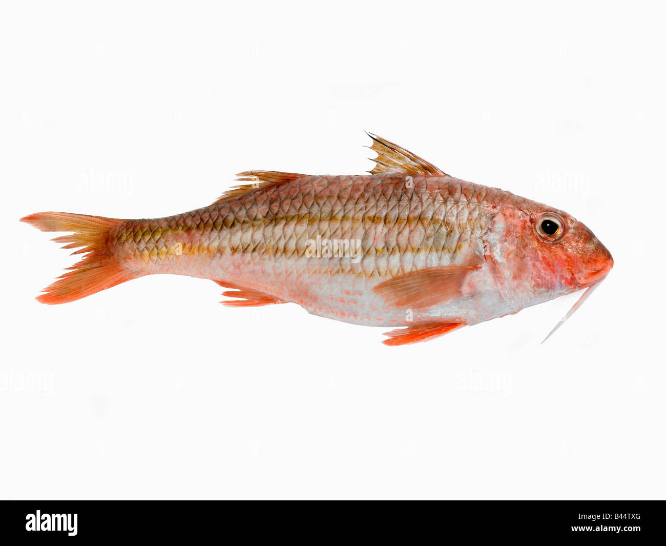 Mullet gurnard hi-res stock photography and images - Alamy