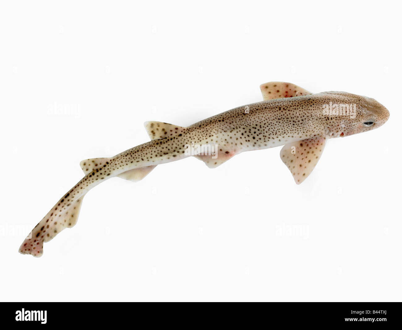 Raw dogfish hi-res stock photography and images - Alamy