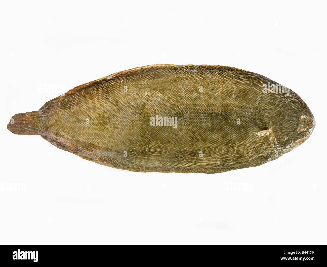 Cut out sole hi-res stock photography and images - Alamy