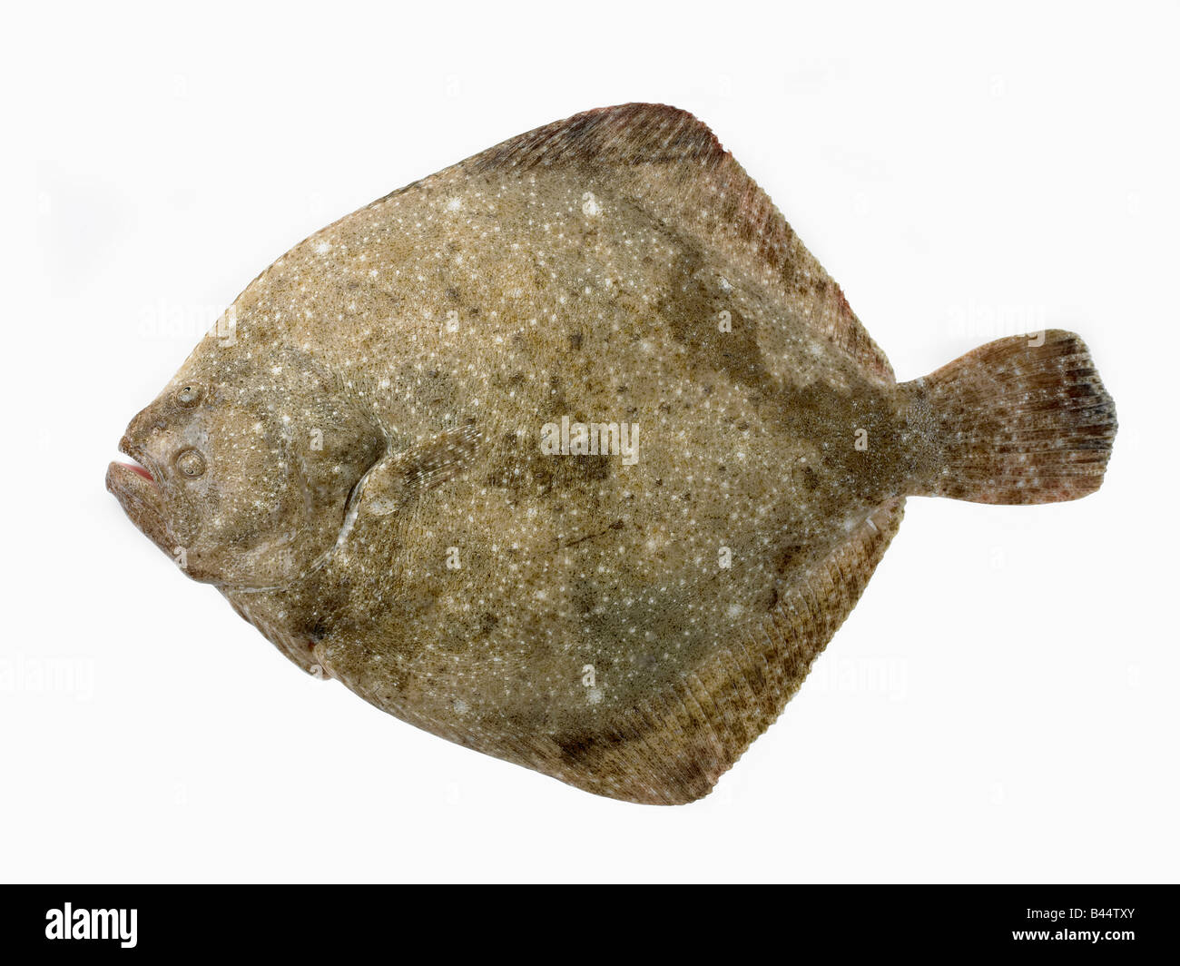 Whole turbot hi-res stock photography and images - Alamy