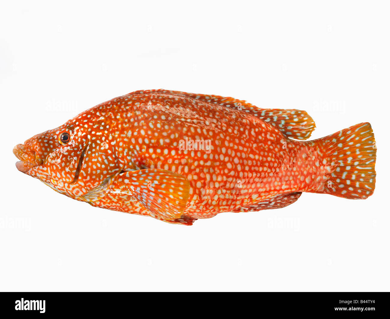 Wrasse Cut Out Stock Images & Pictures - Alamy