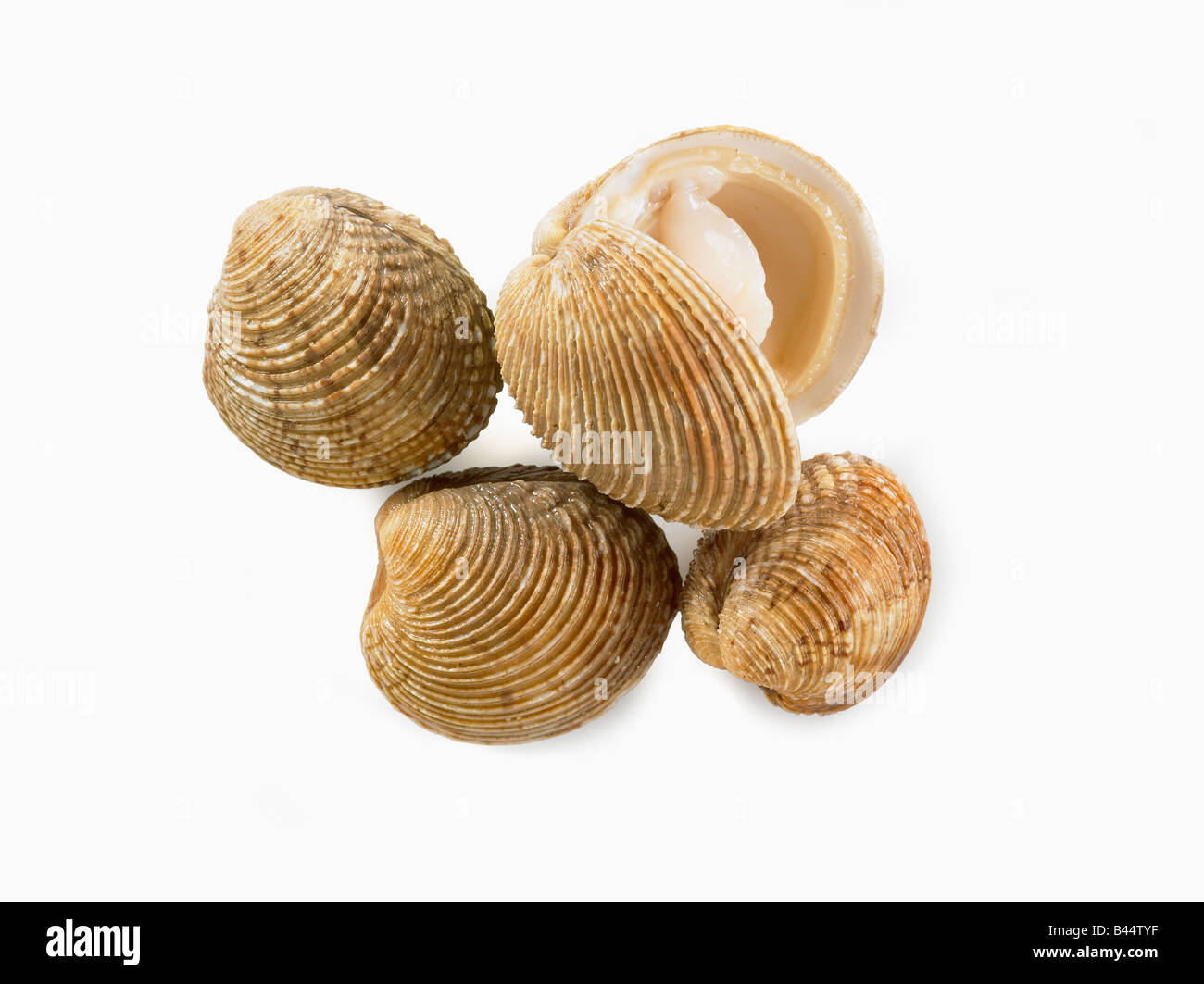 Dog cockle shell hi-res stock photography and images - Alamy