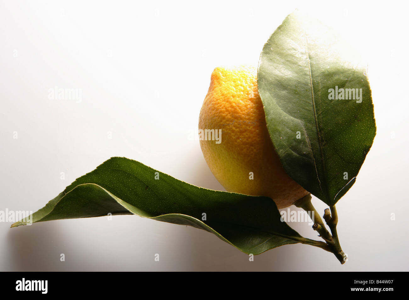 lemon with leaves Stock Photo - Alamy