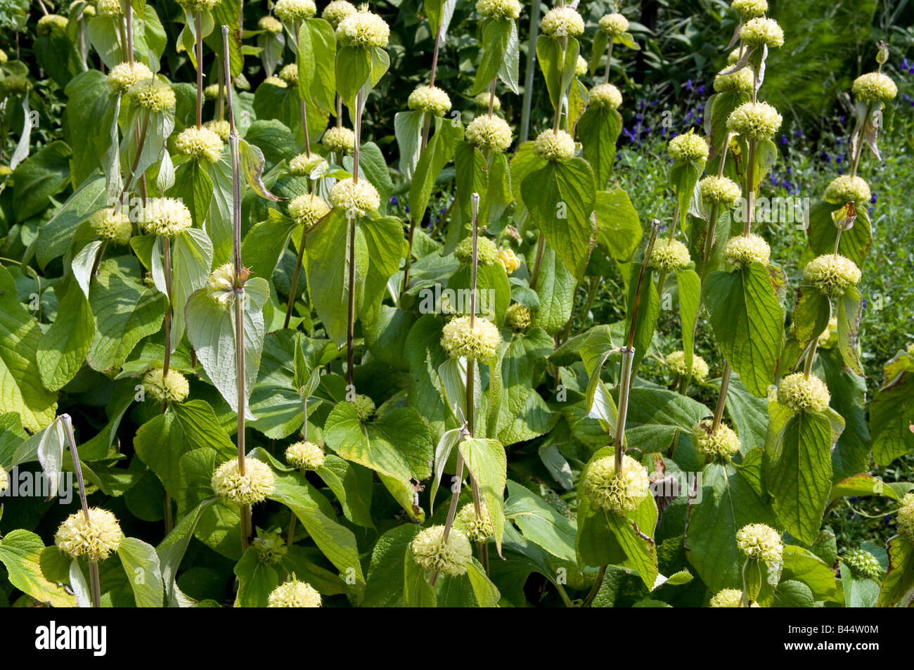 Labiate hi-res stock photography and images - Alamy