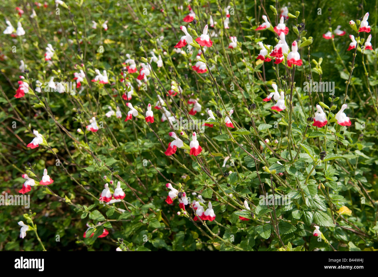 Salvia hot lips hi-res stock photography and images - Alamy