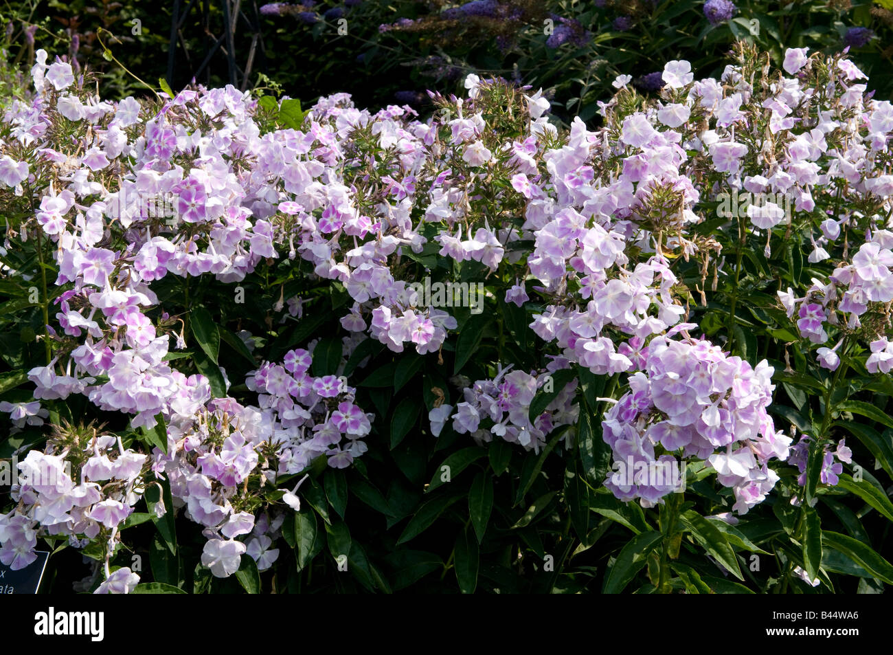 Polemoniaceae Stock Photos & Polemoniaceae Stock Images - Alamy