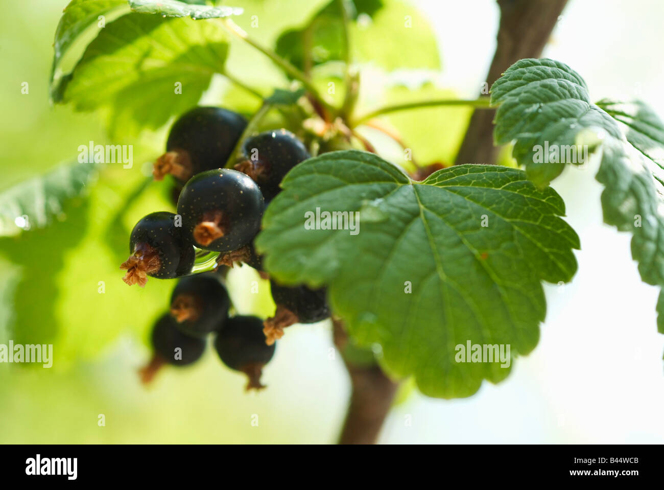 Blackcurrants cassis hi-res stock photography and images - Alamy