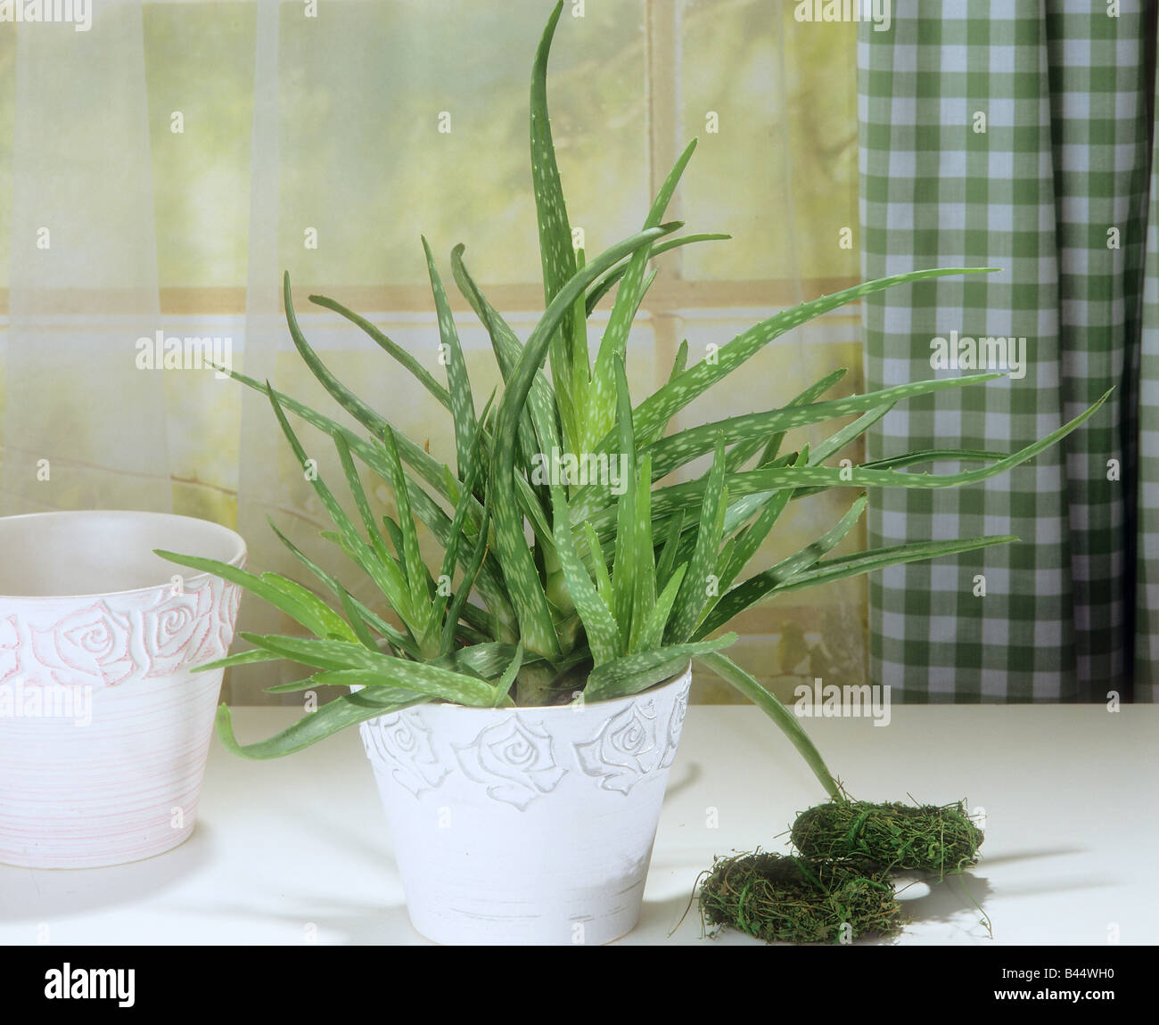 Medicinal Aloe / Aloe vera Stock Photo - Alamy