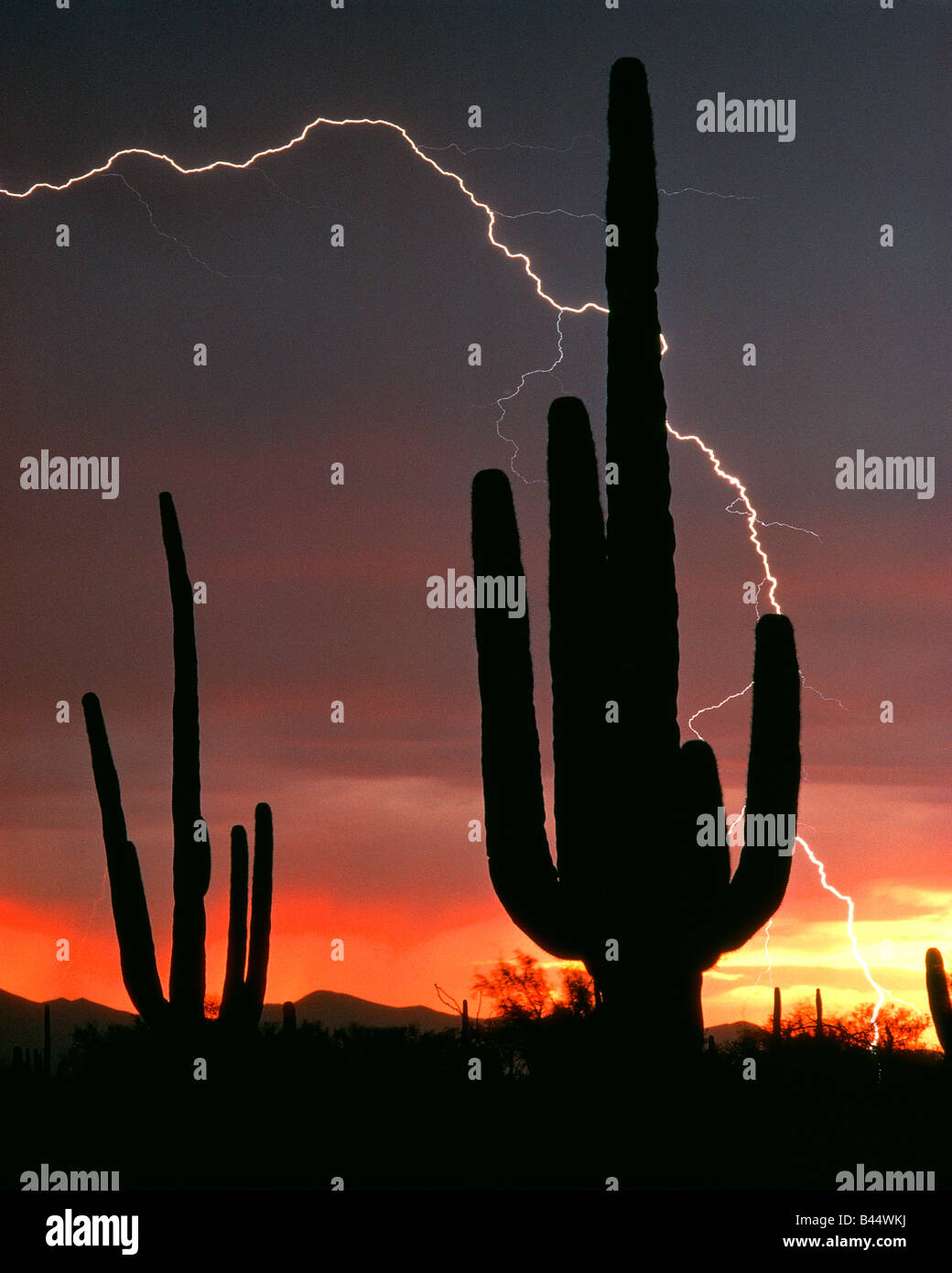 Saguaro and storm hi-res stock photography and images - Alamy
