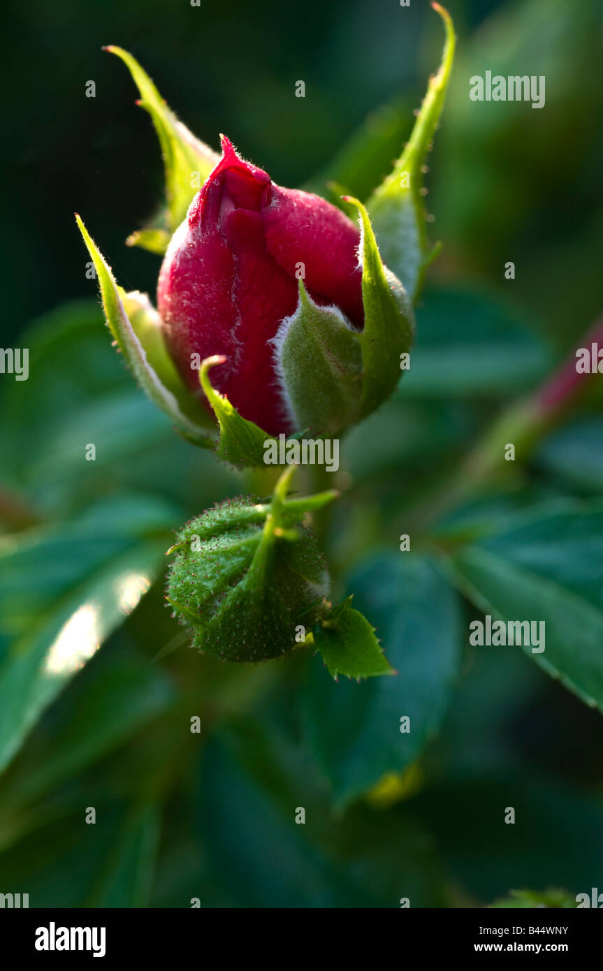 Soft red flower hi-res stock photography and images - Alamy
