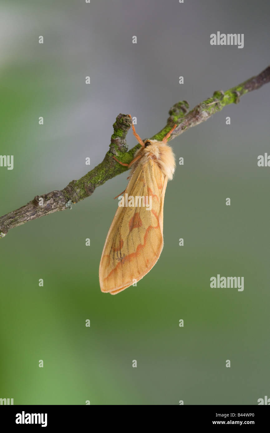Ghost Moth Hepialus humuli humuli adult female moth at rest on a twig ...