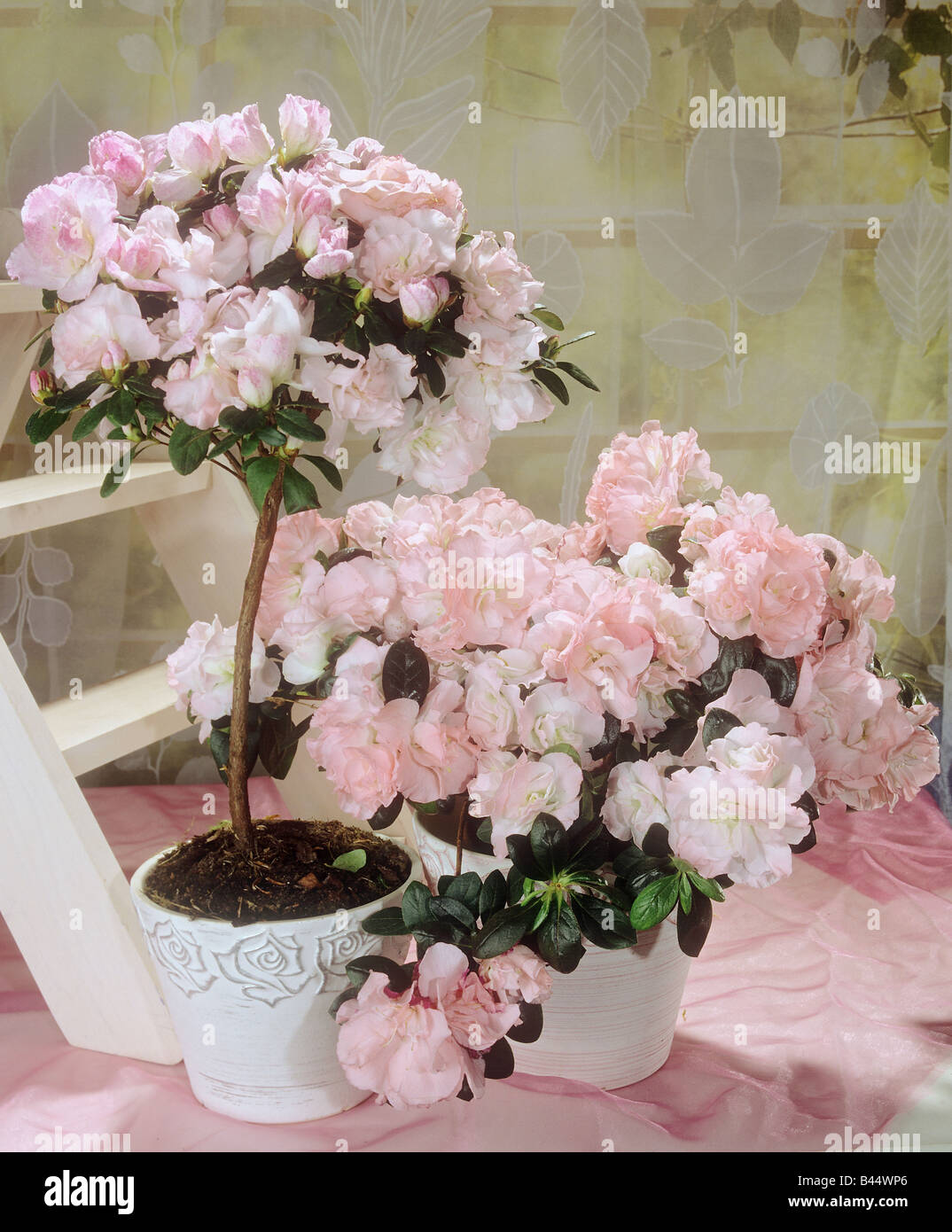 Formosa azaleas hi-res stock photography and images - Alamy