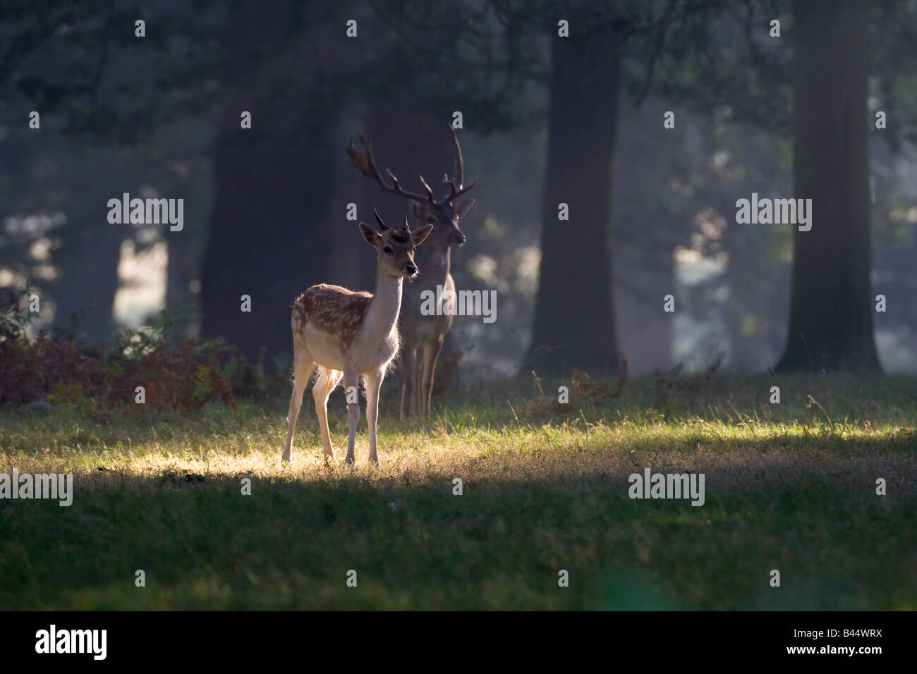 Juvenile buck Fallow Deer Dama dama stands in dappled sunlit woodland ...
