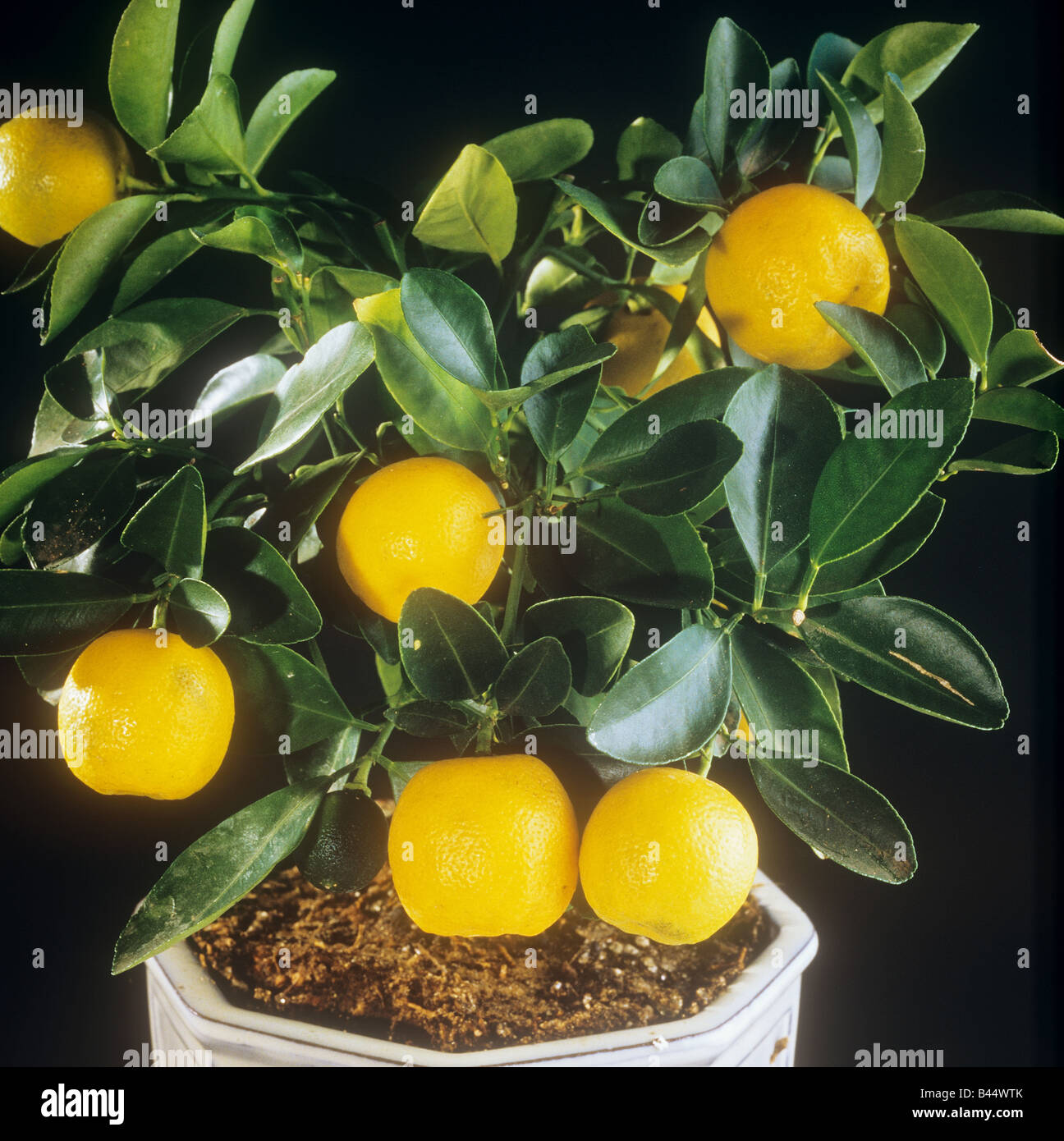 Calamondin tree / Citrofortunella microcarpa Stock Photo - Alamy