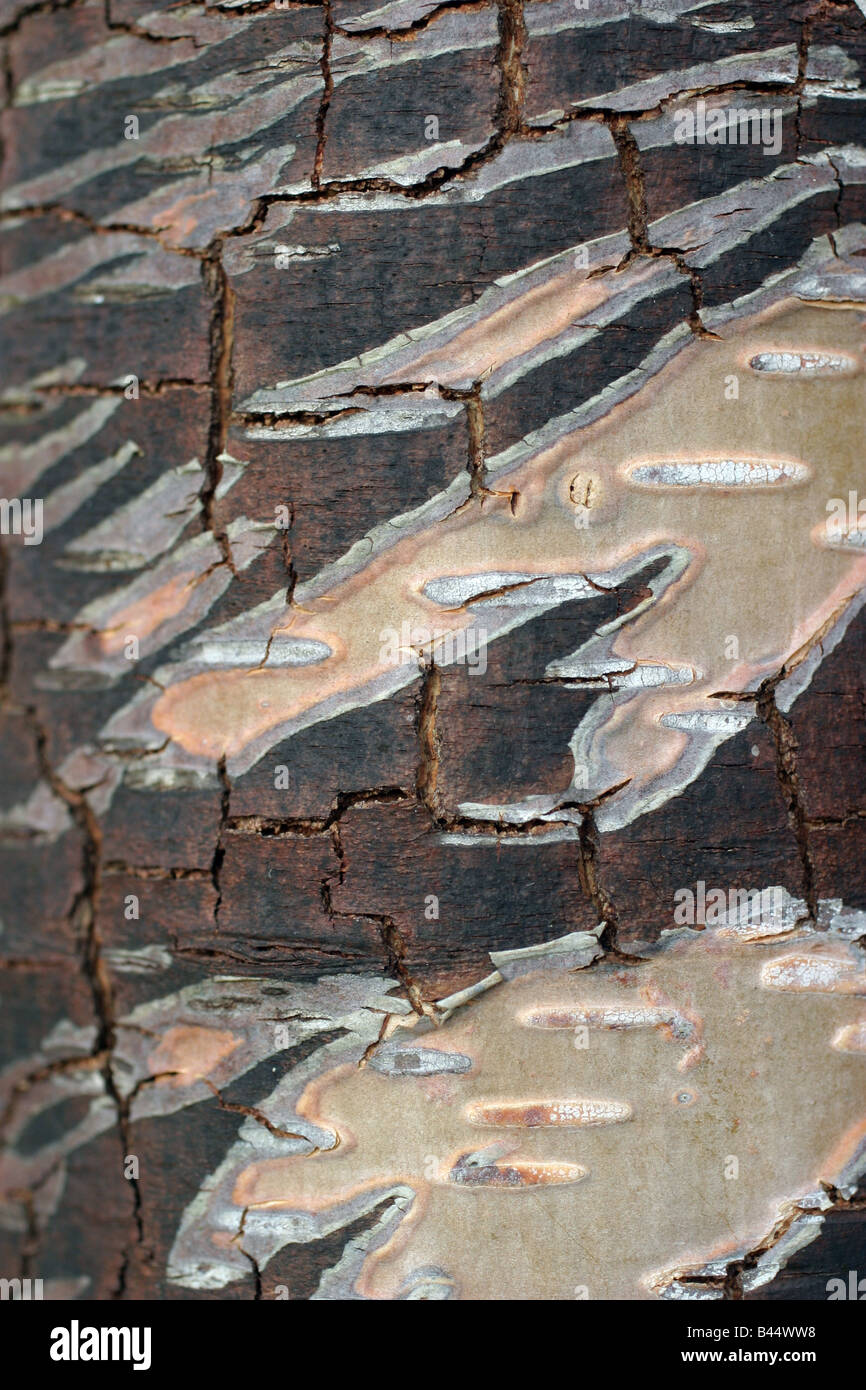 Tree trunk detail hi-res stock photography and images - Alamy