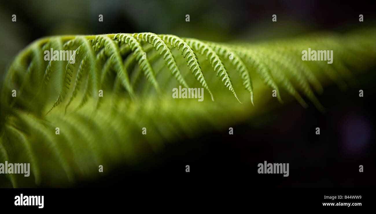 Fern curl hi-res stock photography and images - Alamy