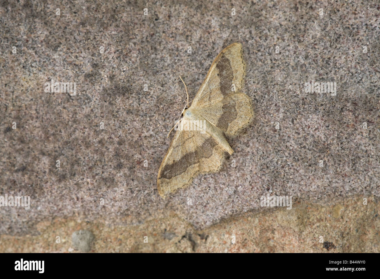 Riband Wave Idaea aversata adult moth at rest on a limestone wall Stock ...