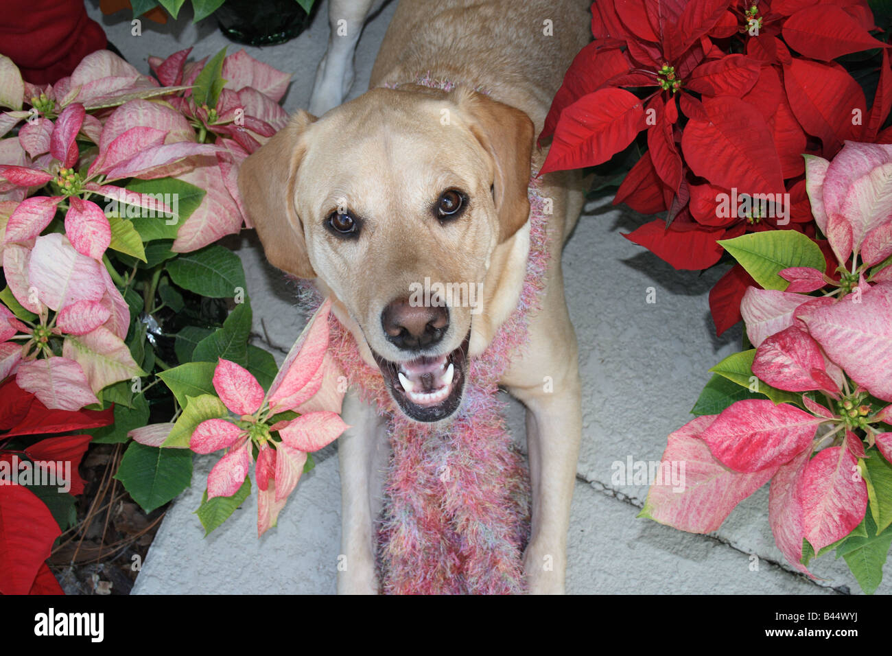 Yellow poinsettias hi-res stock photography and images - Alamy