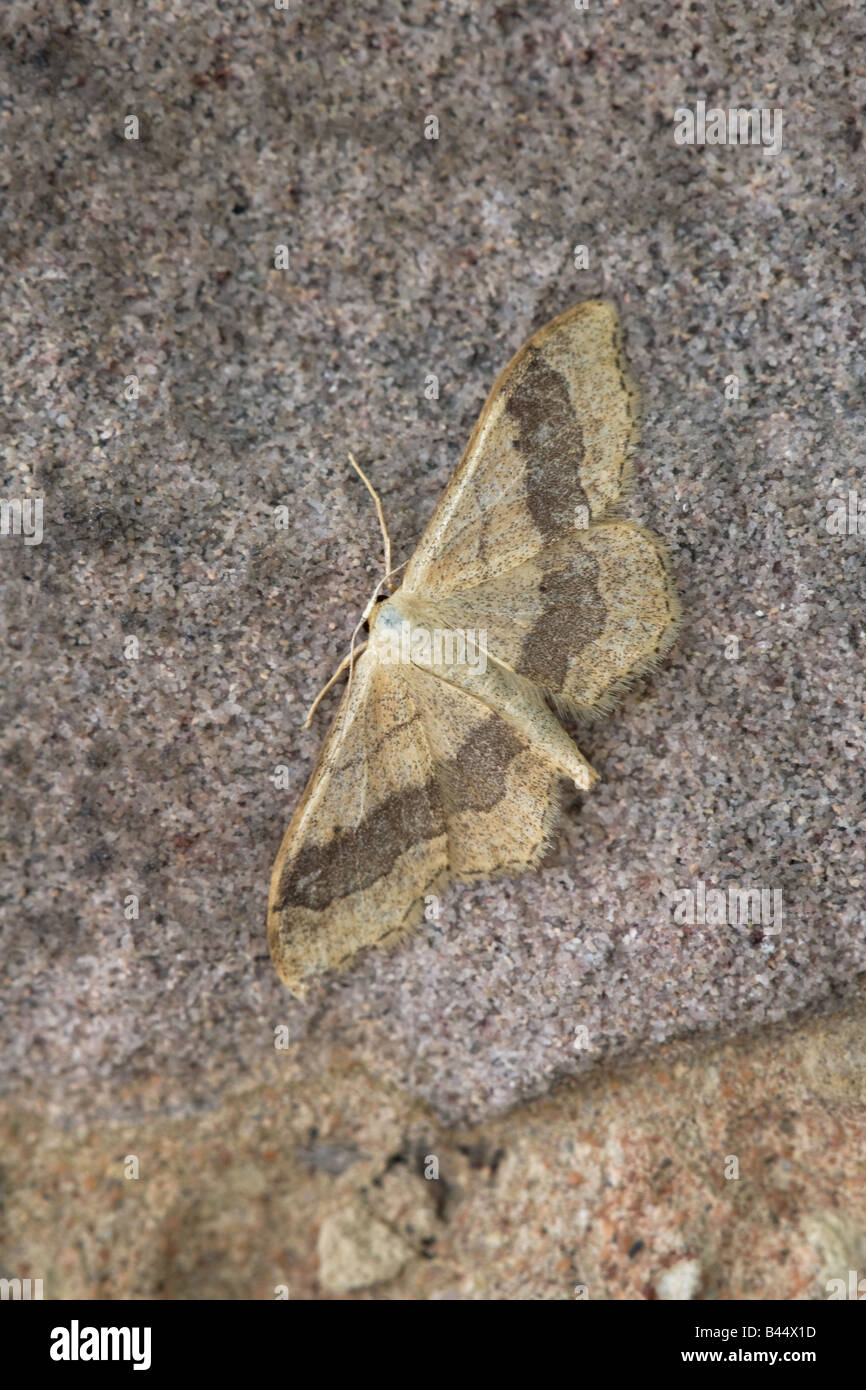 Riband Wave Idaea aversata adult moth at rest on a limestone wall Stock ...