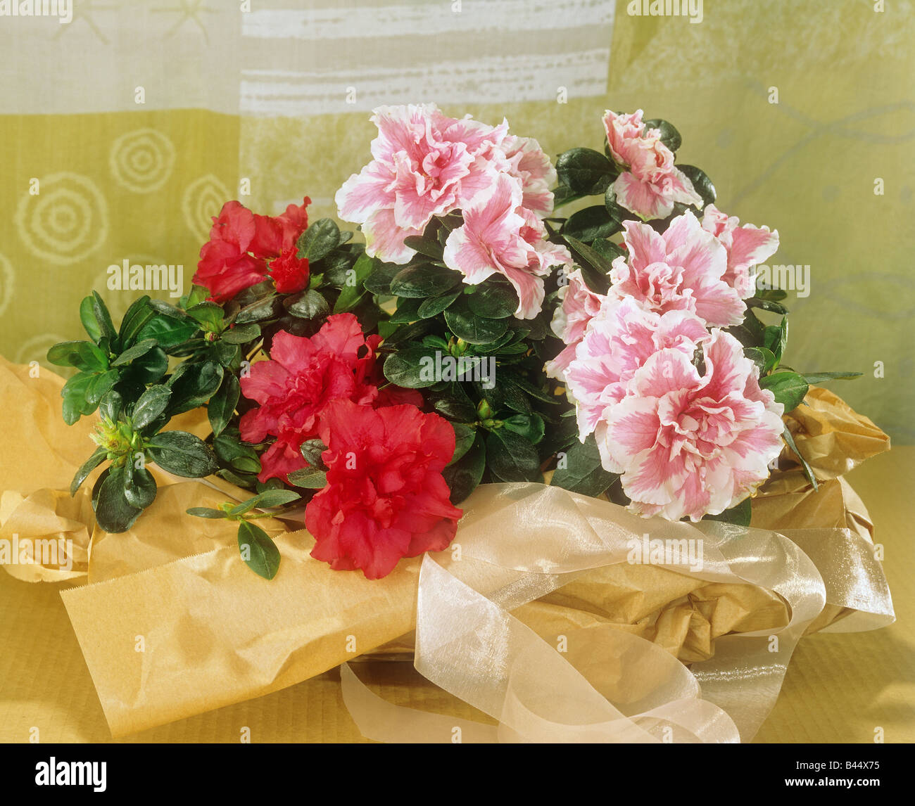 Azaleas / Rhododendron-Simsii-Hybriden Stock Photo - Alamy